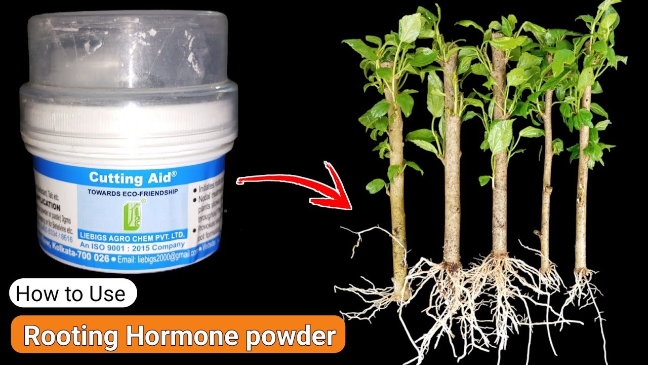 How To Use Rooting Powder A Guide To Encouraging Cactus Growth From