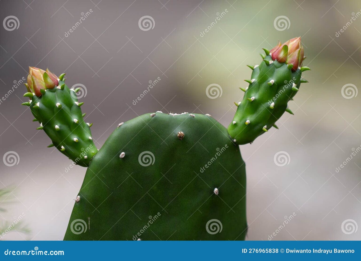 cactus-guide.com