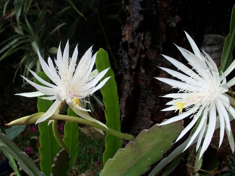 Cereus Night Blooming Flower: Nature’s Midnight Magic