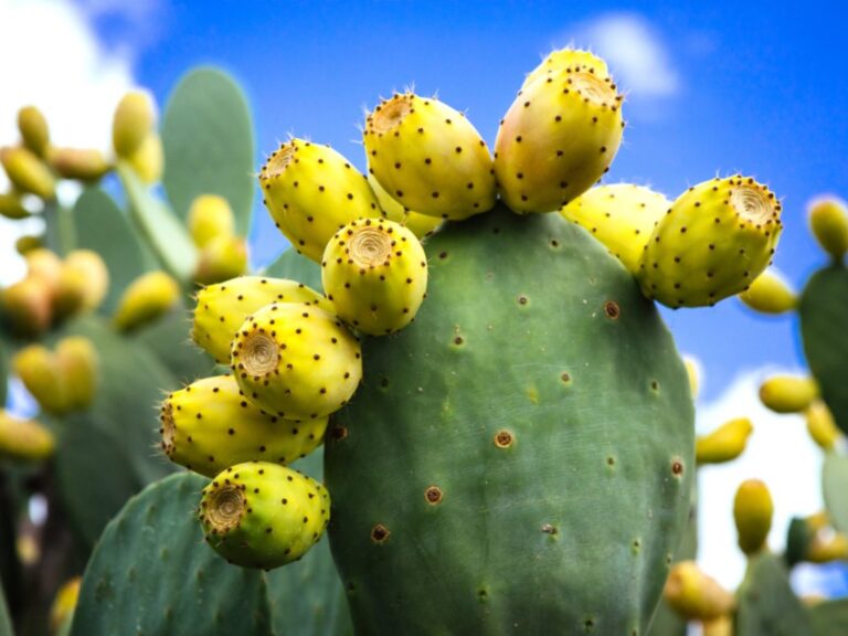 Prickly Pear Diseases with Pictures: Spotting the Problems Early