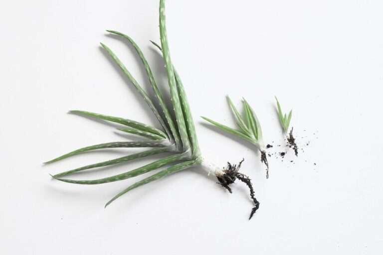 Propagating Aloe from Leaves: A Simple Step-by-Step Guide