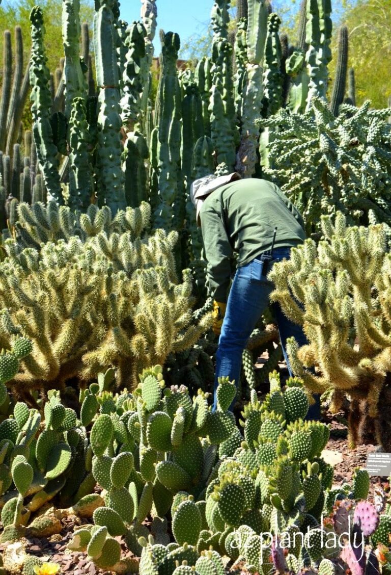 Can You Trim a Cactus? A Step-by-Step Guide to Safely Pruning Cacti