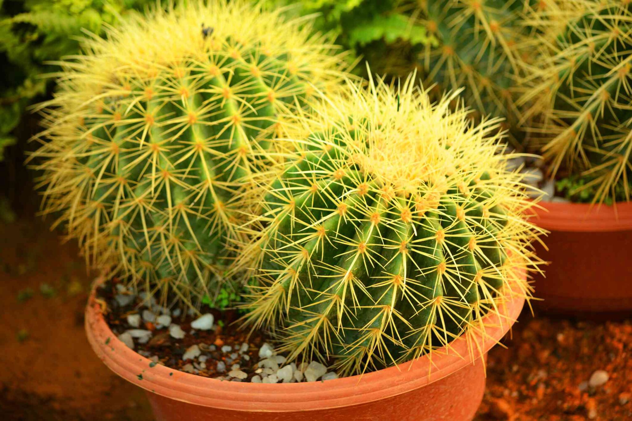 Different Kinds of Cactus: Exploring the Fascinating World of Cactus ...