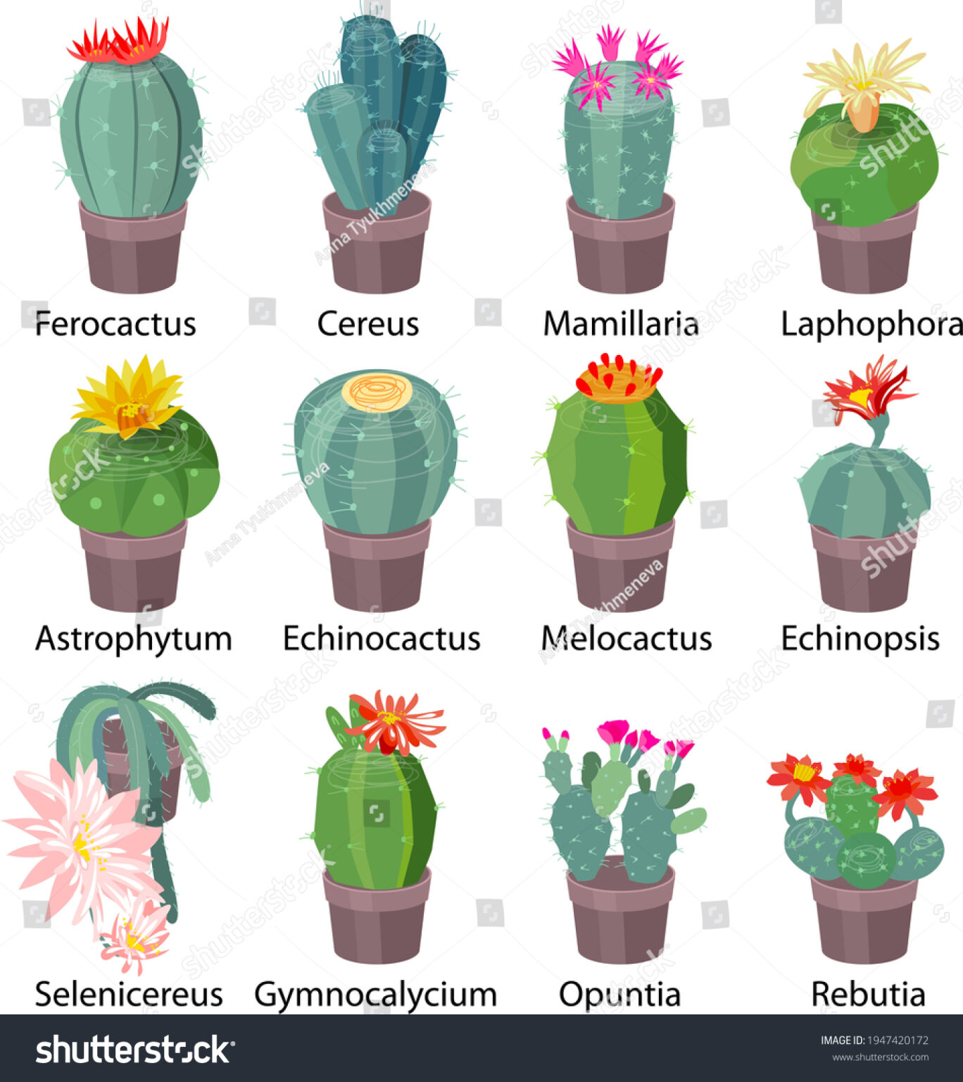 Names for a Cactus Plant: Creative Ideas for Naming Your Cactus