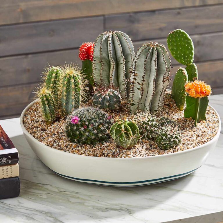 Types of Cactus with Names: A Complete Guide to the Most Popular Cactus ...
