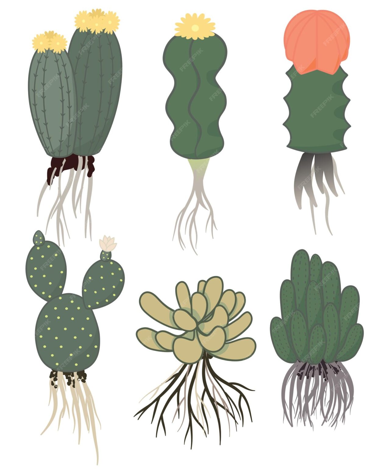 Do Cactuses Have Roots: Understanding the Root System of Cactus Plants