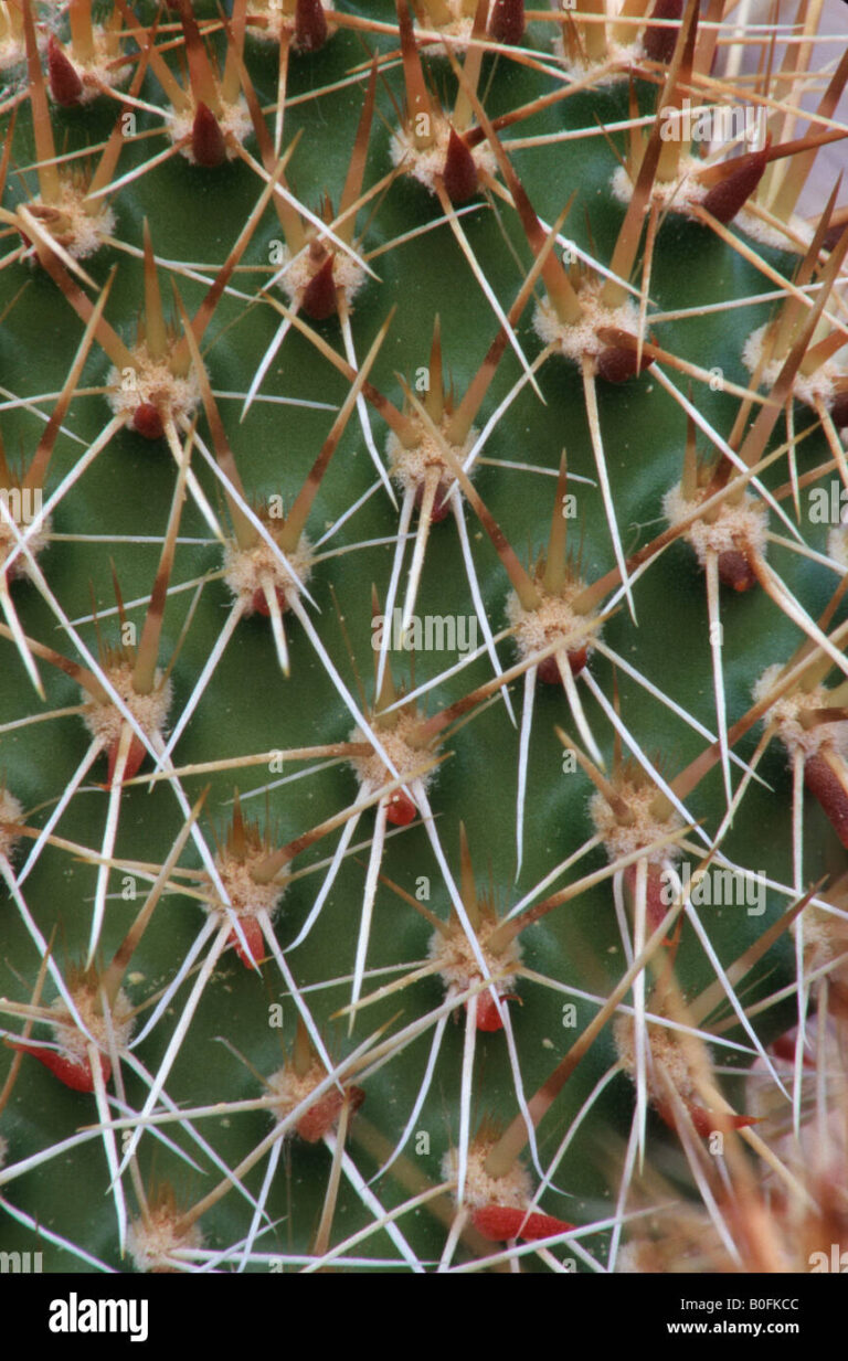 Prickly Pear Cactus Spines: Understanding the Importance and Care of ...