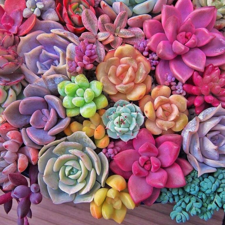 Are Cactus Succulent Plants? The Full Explanation