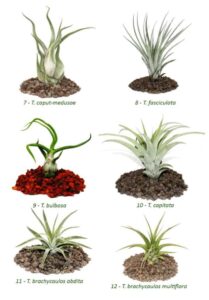 Cactus Plants: Lower Classifications You Should Know
