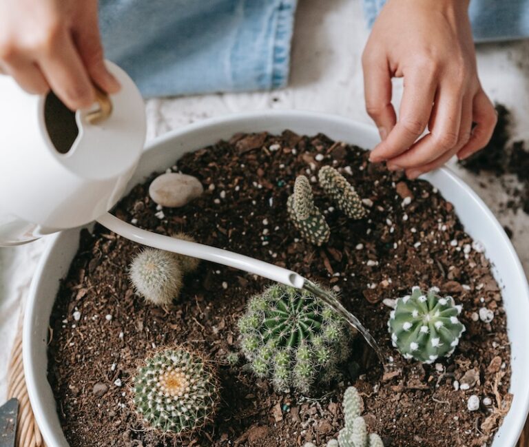 How Do I Water a Cactus? Essential Tips for Properly Watering Your ...