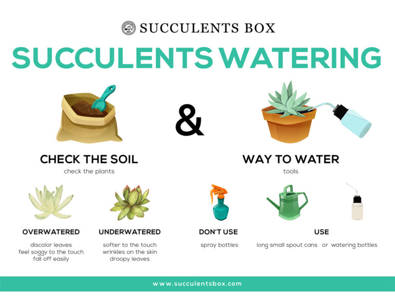 How Often Should You Water Cactus: A Simple Watering Schedule for Cacti