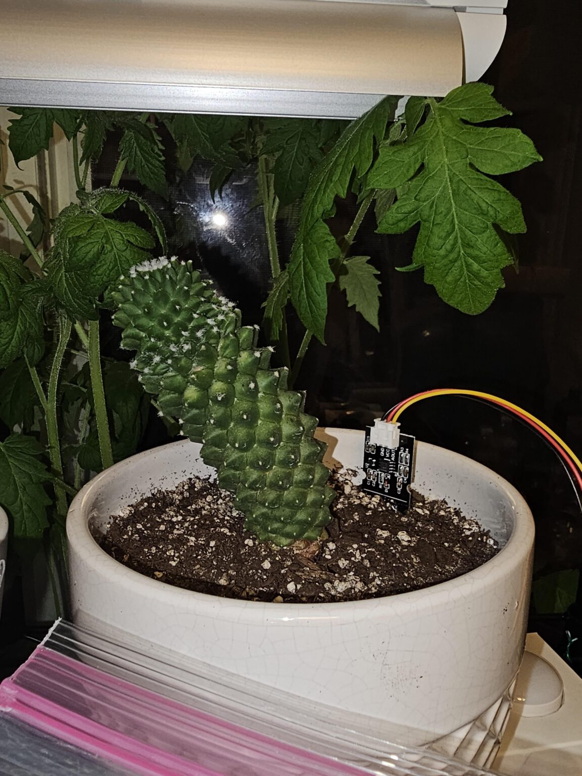 Eating a Prickly Pear: A Step-by-Step Guide to Harvesting and Enjoying Prickly Pear Cactus