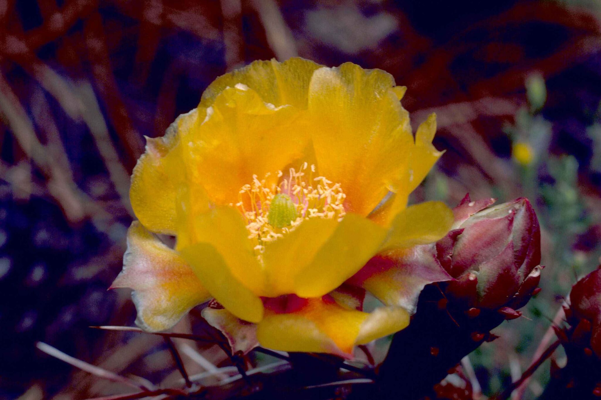 Cactus Plants with Yellow Flowers: Beautiful Cactus Varieties That ...