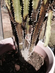 Cactus Root Rot: How to Identify and Treat It