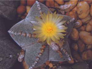 Astrophytum for Kids: A Fun Guide to Star Cacti
